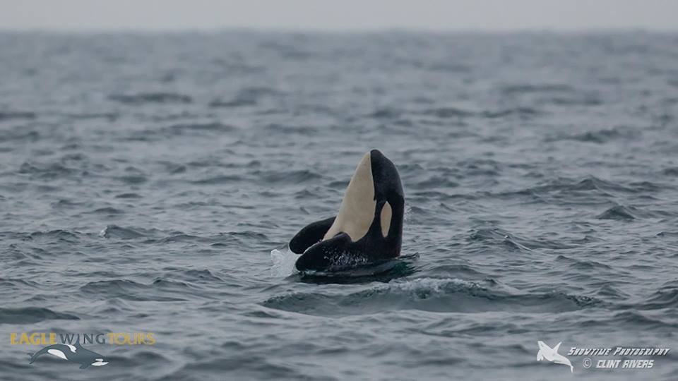 #WhaleWednesday – Orcas | Voice For The Blue